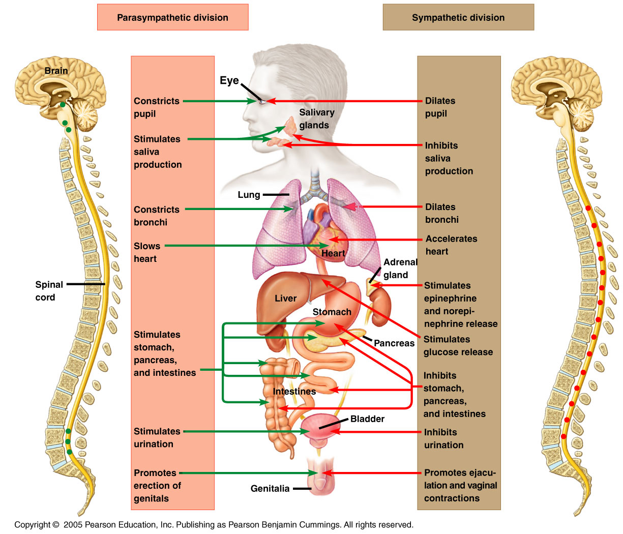 Learn About The ANS SNS PNS Vagus And Neurotransmitters Wise