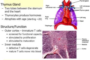 Anatomy: The Thymus Gland – Wise Mindbody Healing