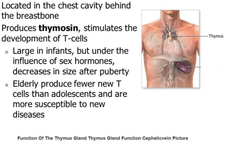 Anatomy: The Thymus Gland – Wise Mindbody Healing