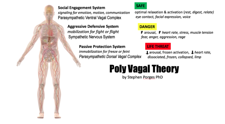 The Polyvagal Theory, Trauma, PTSD, and Autism – Wise Mindbody Healing