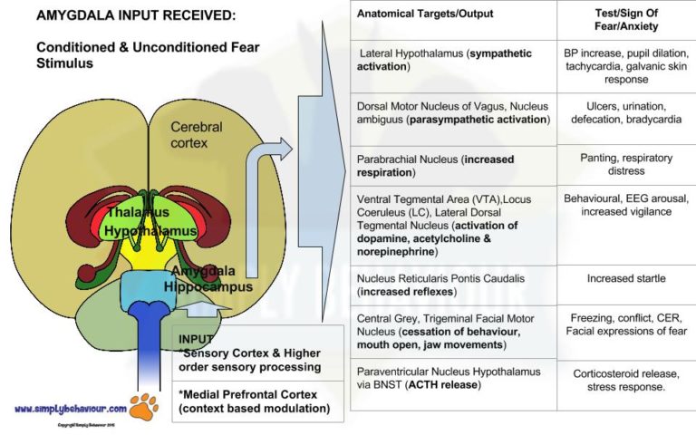 The Amygdala, Limbic Lobe, Pons, and Medulla – Introduction – Wise ...